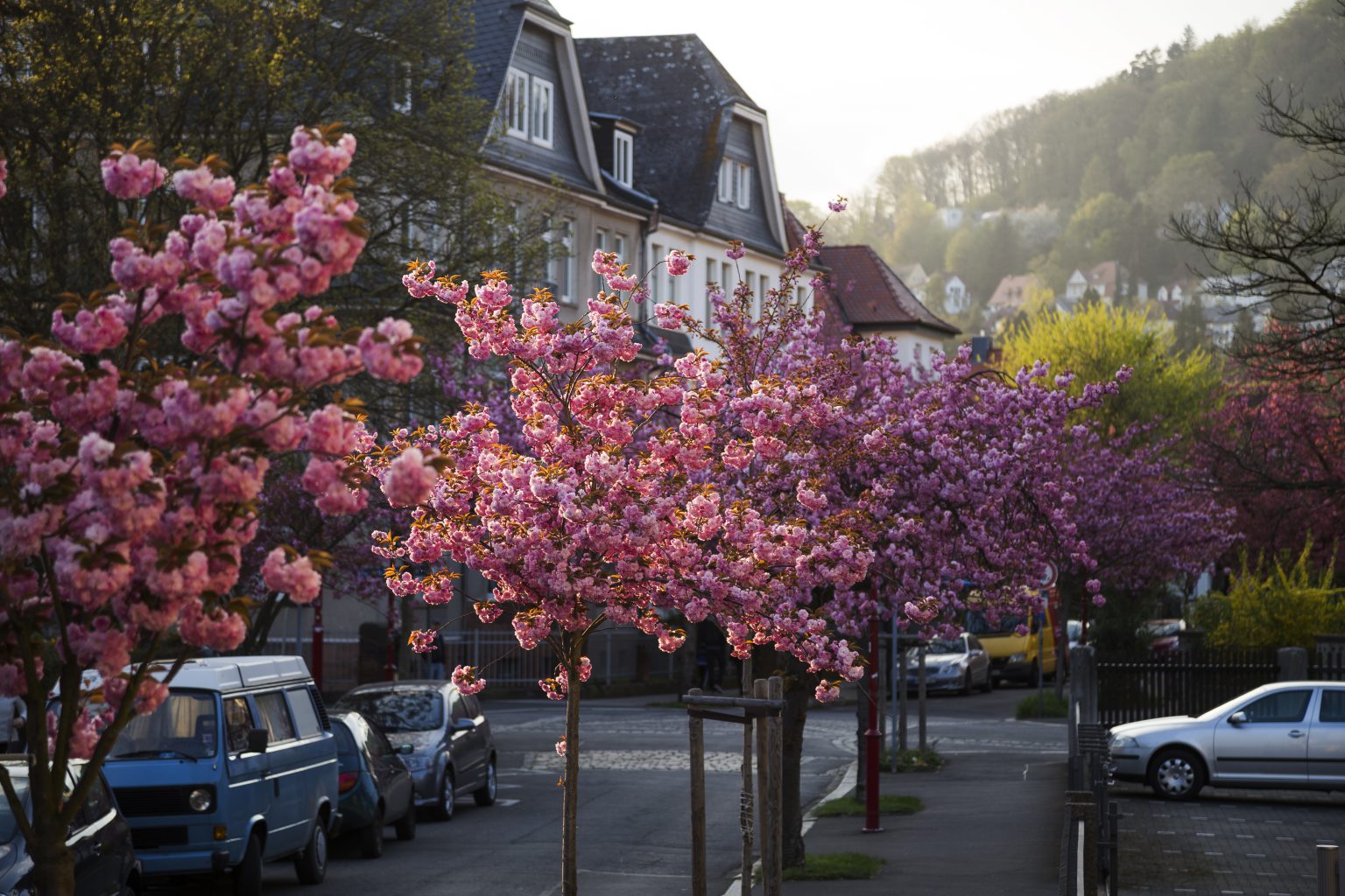 Marburg feiert die Kirschblüte | Marburger Magazin Express